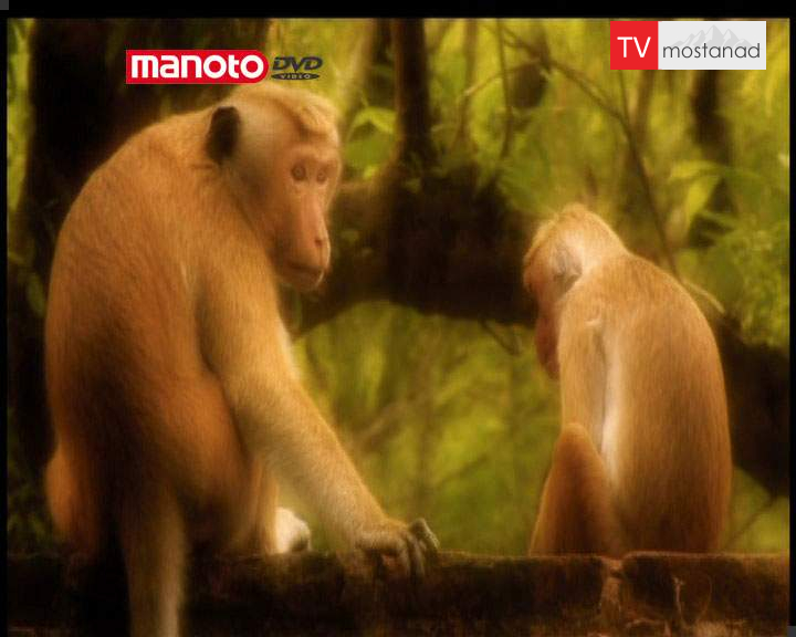 امپراطوری میمون ها - ۶ - TVmostanad