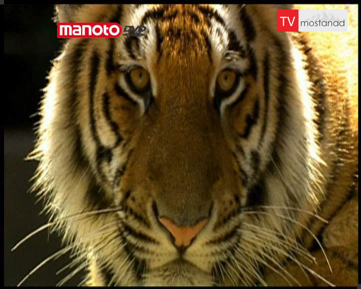 گربه سانان - TVmostanad